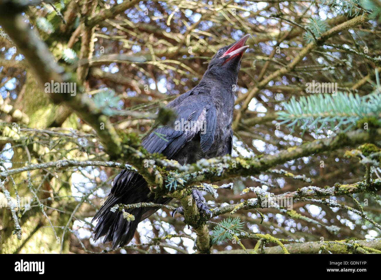 Black Crow Stock Photos & Black Crow Stock Images - Alamy