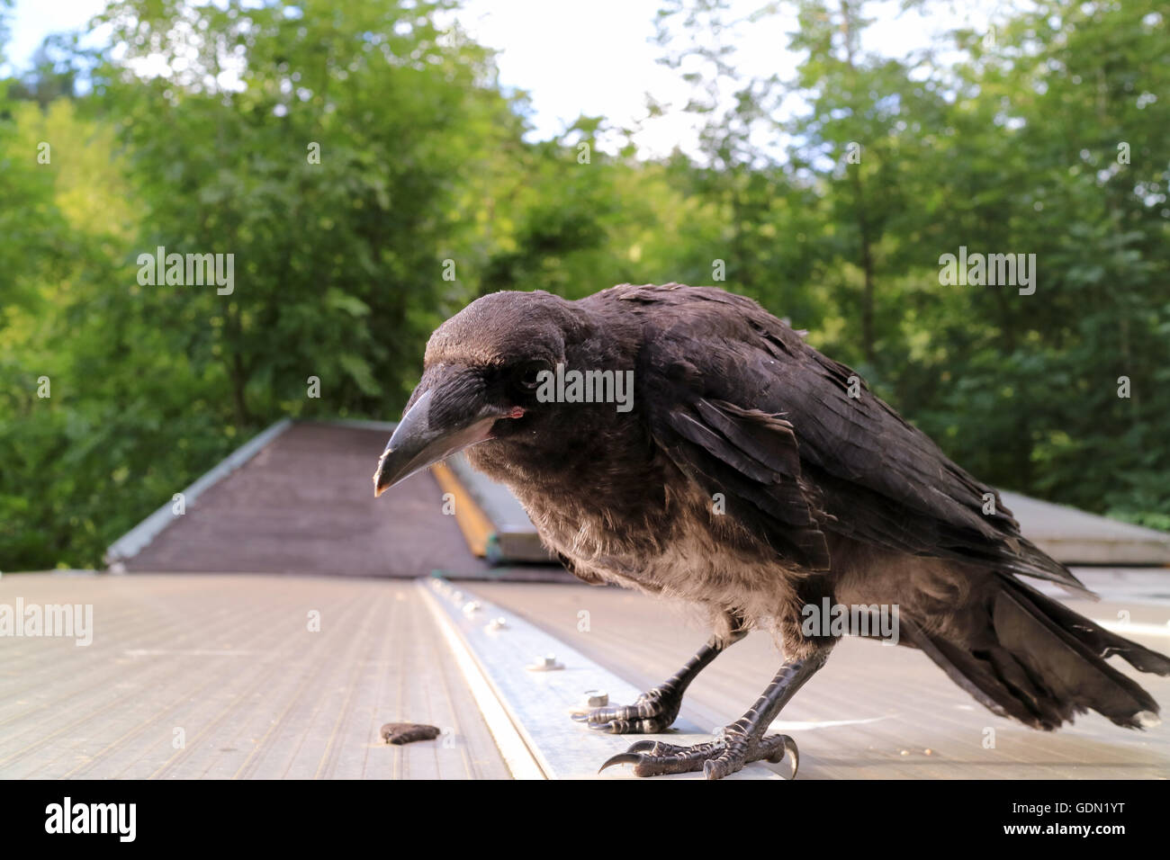Black crow on the tree Stock Photo - Alamy