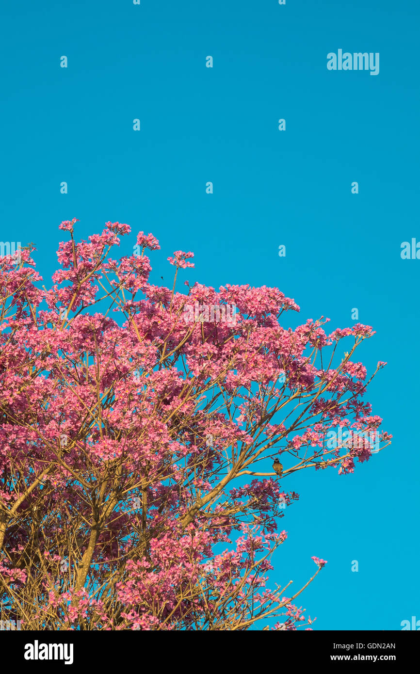 Lapacho tree hi-res stock photography and images - Alamy