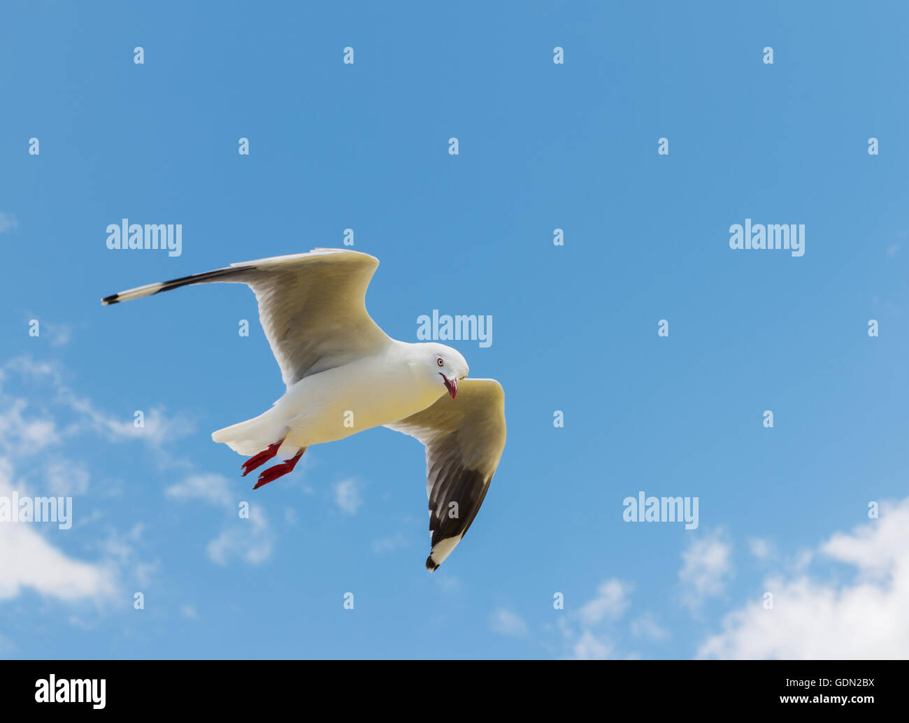 Flying seagull bird blue sky hi-res stock photography and images - Alamy