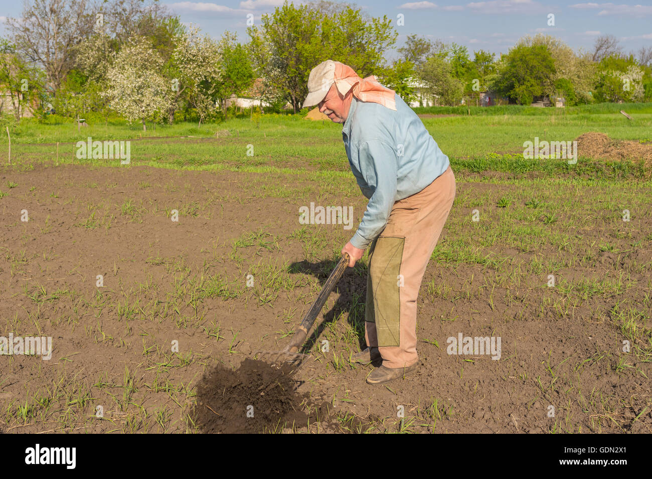 Elderly Ukrainian peasant digging up with pitchfork in kitchen garden ...