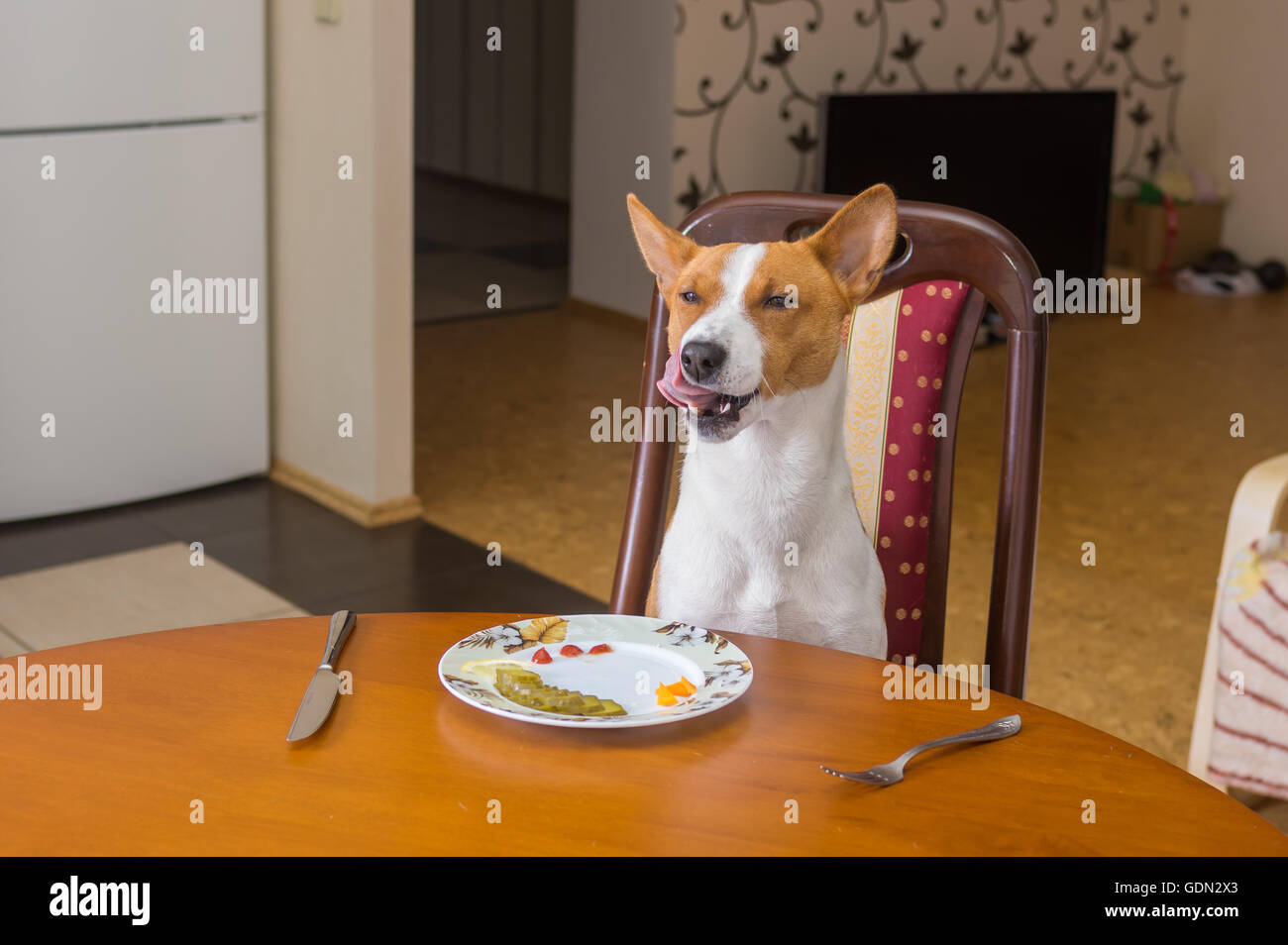 Can A Service Dog Sit In A Booth At A Restaurant