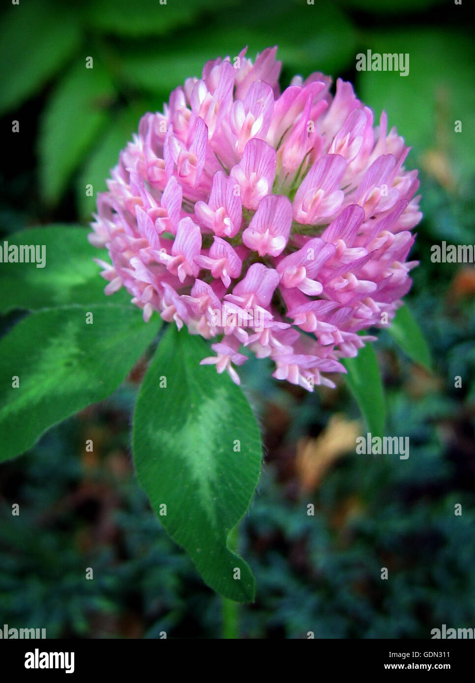Flowering clover hi-res stock photography and images - Alamy
