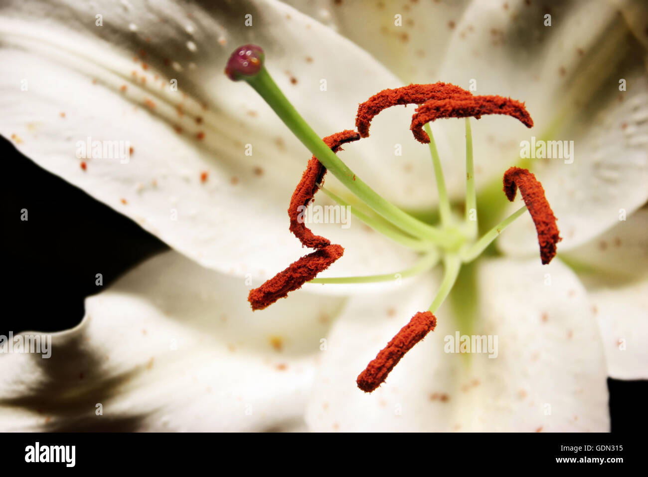 Detail of a blooming white lily with powdery pollen carrying prominent ...