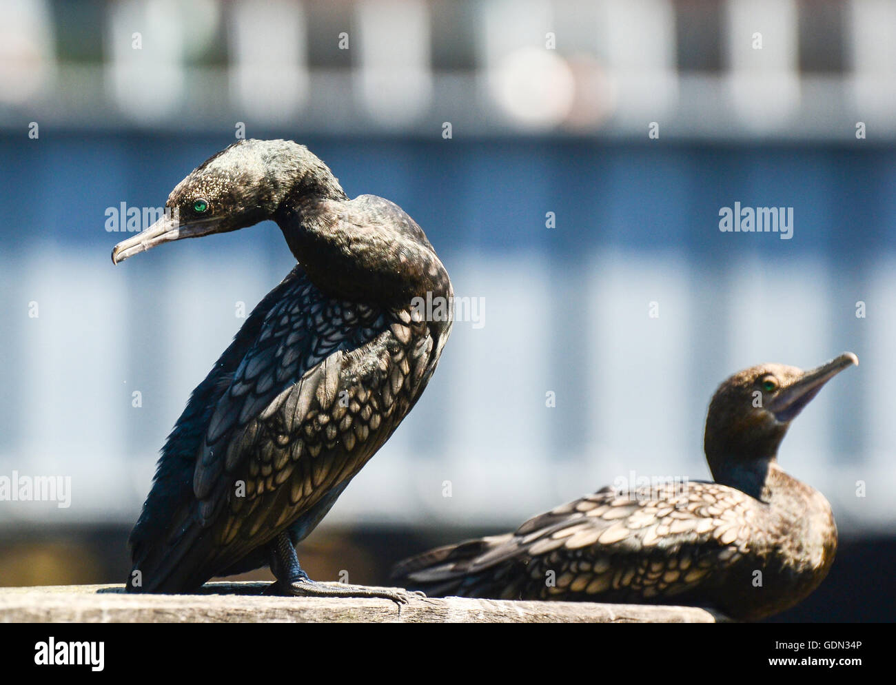 Cormorants, waterfowl on the river Stock Photo - Alamy