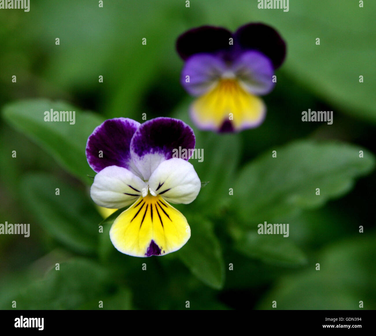 Wild Pansy, South Africa Stock Photo - Alamy