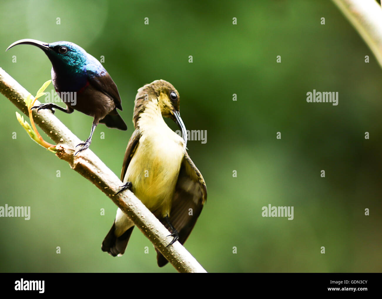 Sunbirds hi-res stock photography and images - Alamy
