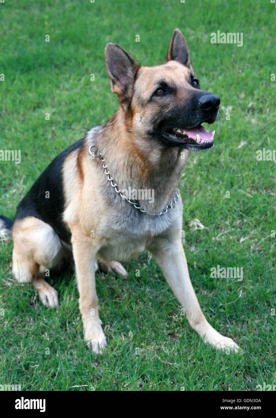 Obedient alsatian hi-res stock photography and images - Alamy