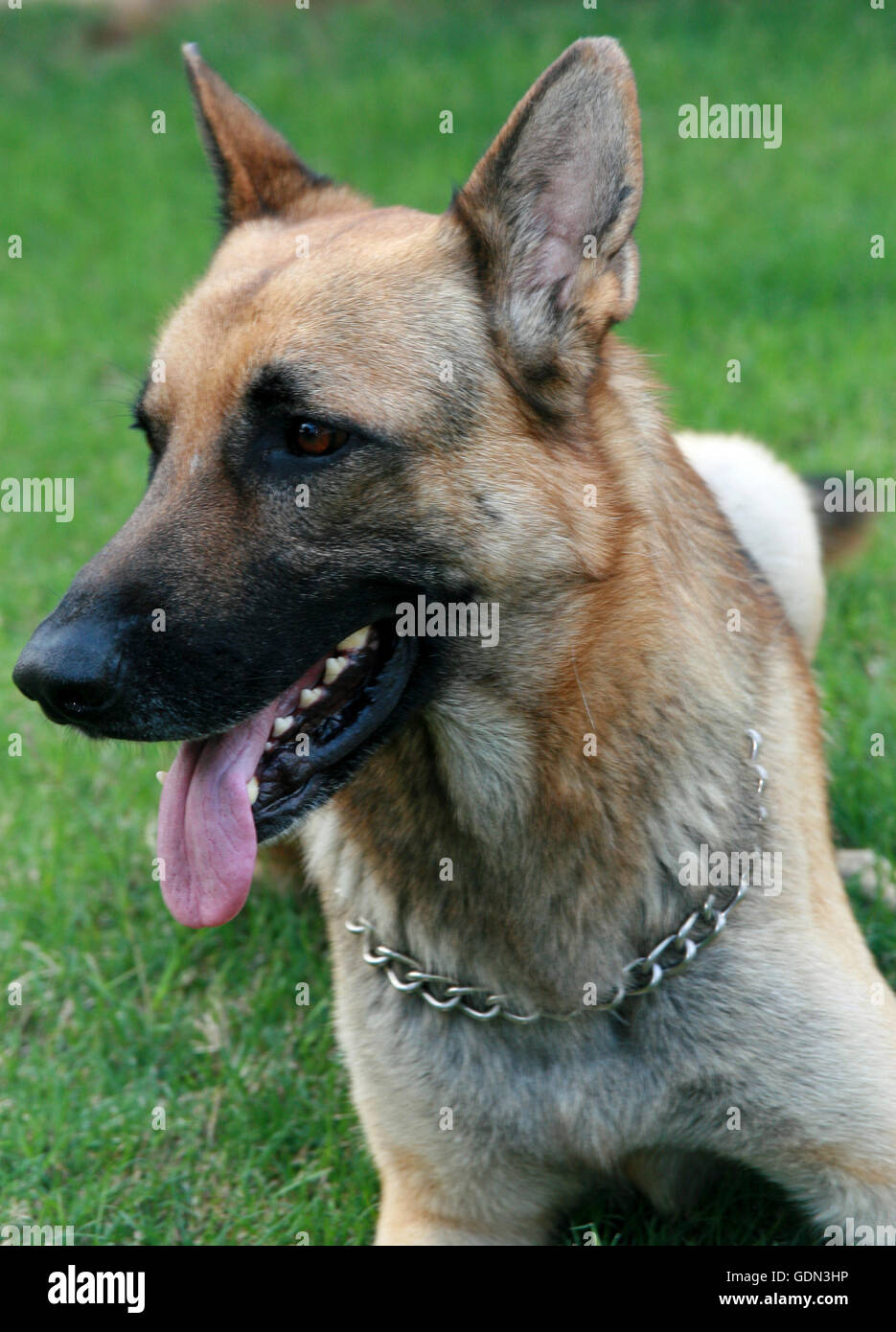 Obedient alsatian hi-res stock photography and images - Alamy