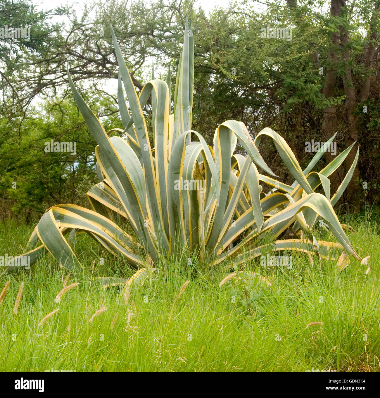 Agave, Mpumalanga, South Africa Stock Photo - Alamy