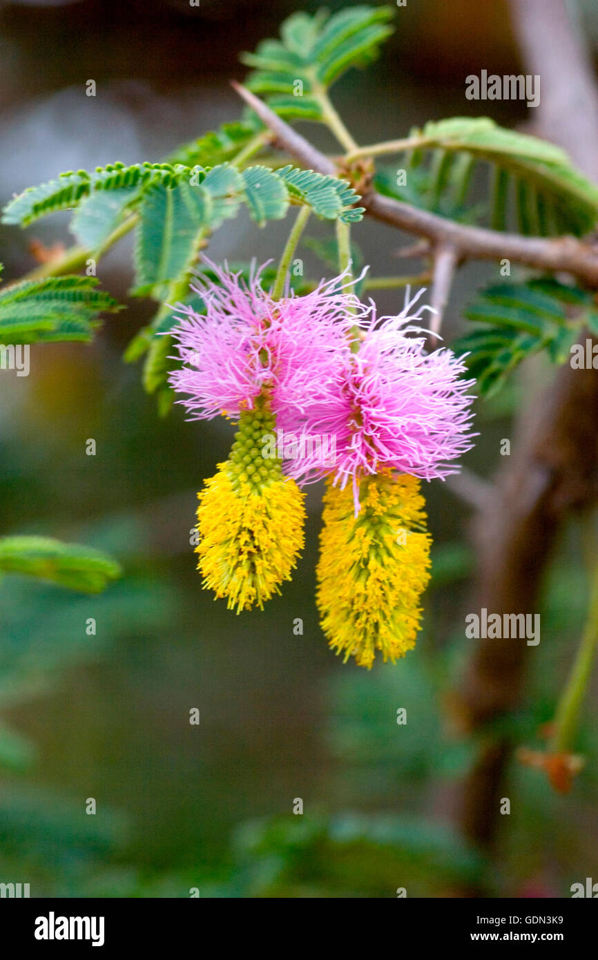 Sickle Bush Flower, Mpumalanga, South Africa Stock Photo - Alamy