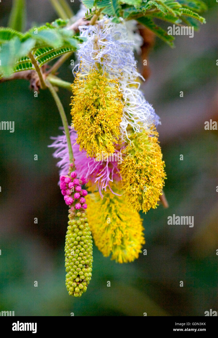 Sickle Bush Flower, Mpumalanga, South Africa Stock Photo - Alamy