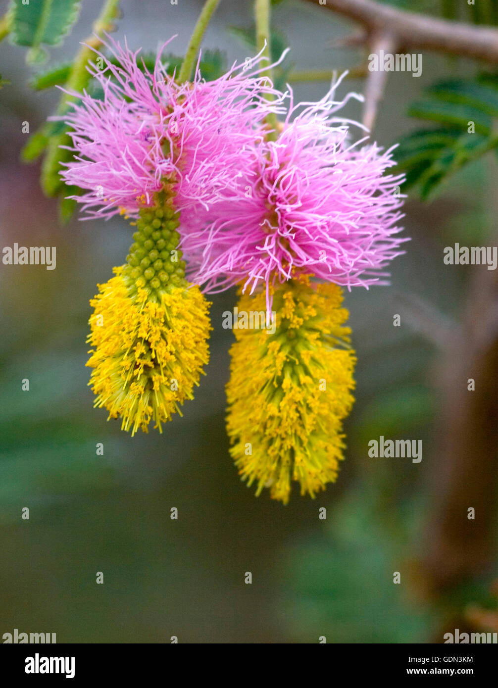 Sickle bush dichrostachys cinerea flower hi-res stock photography and ...