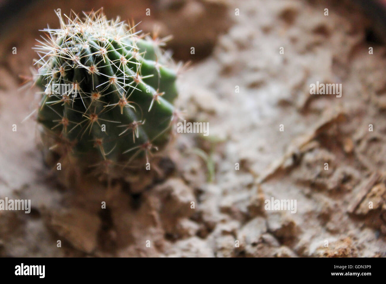 Cactus with soil hi-res stock photography and images - Alamy
