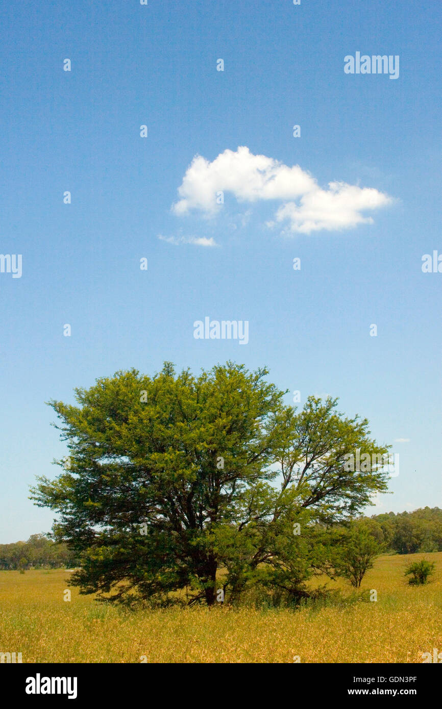 Acacia Tree, bushveld, Orange Free State, South Africa Stock Photo - Alamy