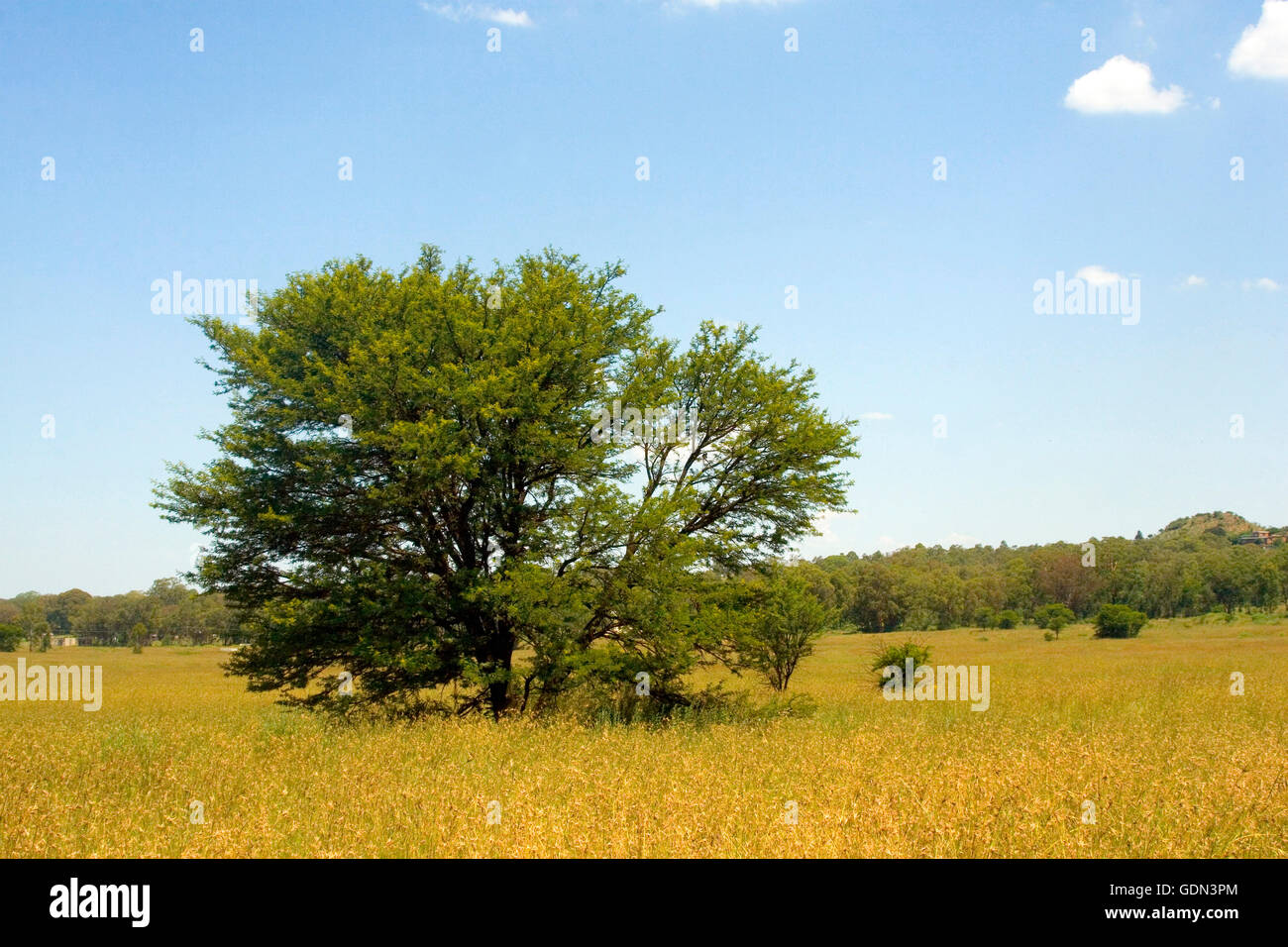 Acacia Tree, bushveld, Orange Free State, South Africa Stock Photo - Alamy