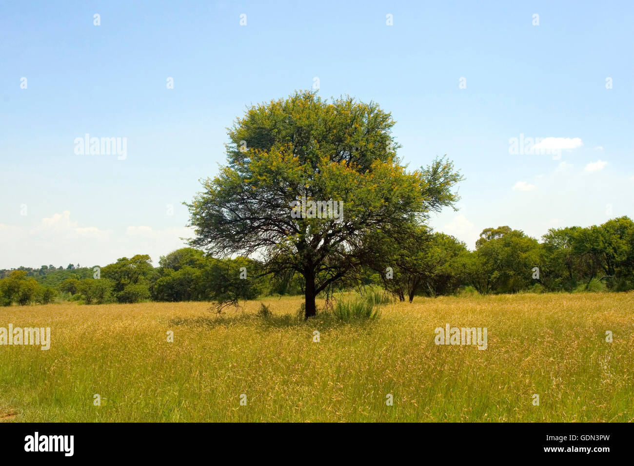 Acacia Tree, bushveld, Orange Free State, South Africa Stock Photo - Alamy