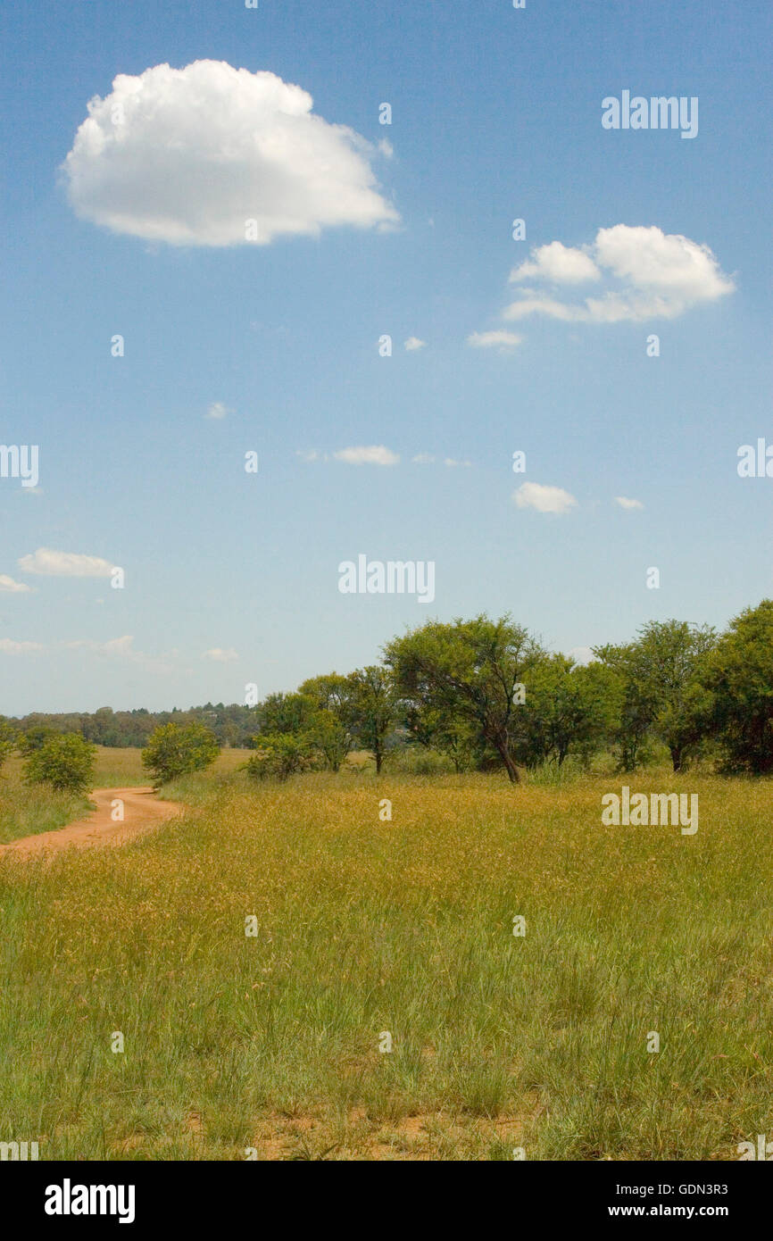 Acacia Tree, bushveld, Orange Free State, South Africa Stock Photo - Alamy