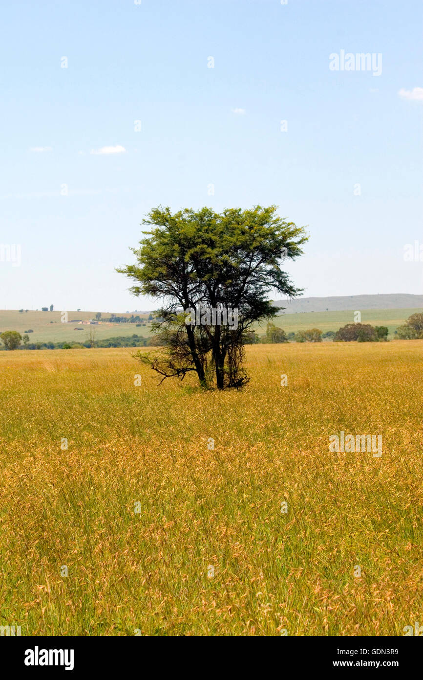 Acacia Tree, bushveld, Orange Free State, South Africa Stock Photo - Alamy