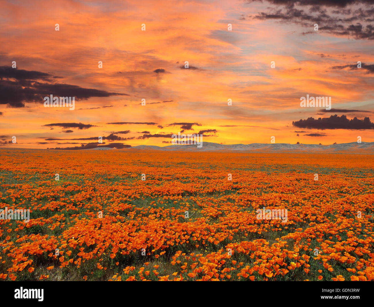 California poppy field with sunrise sky Stock Photo - Alamy