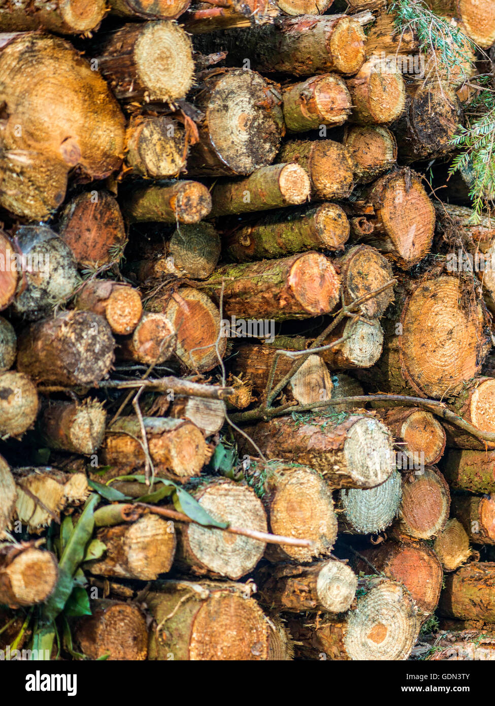 Close up image depicting recently felled trees stacked in log piles ...