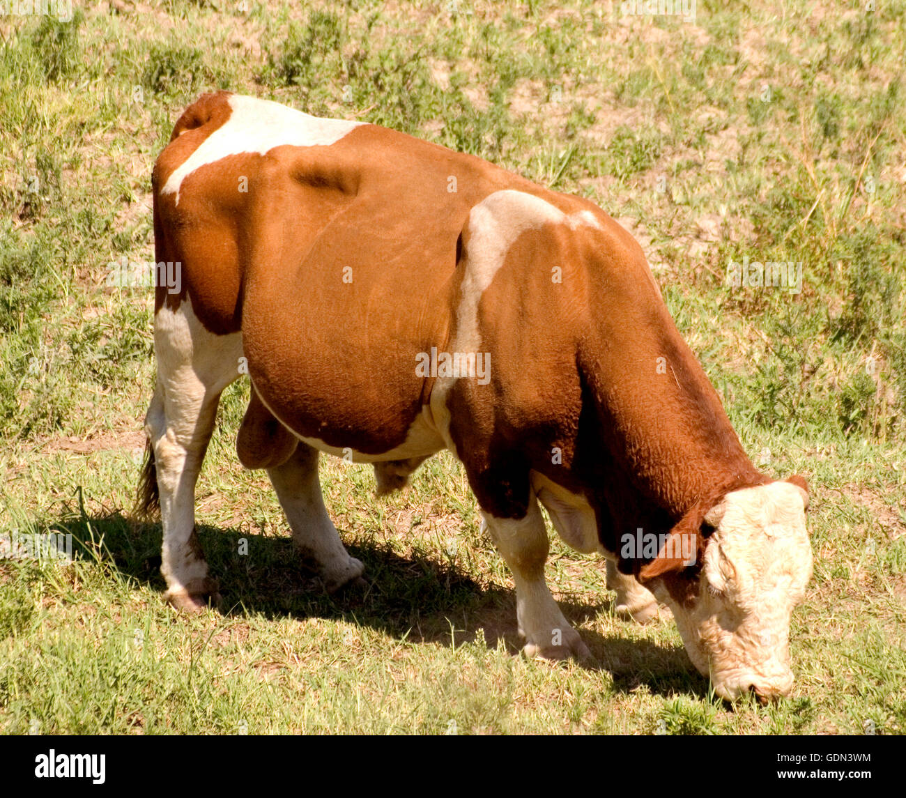 Cattle breeding africa hi-res stock photography and images - Alamy