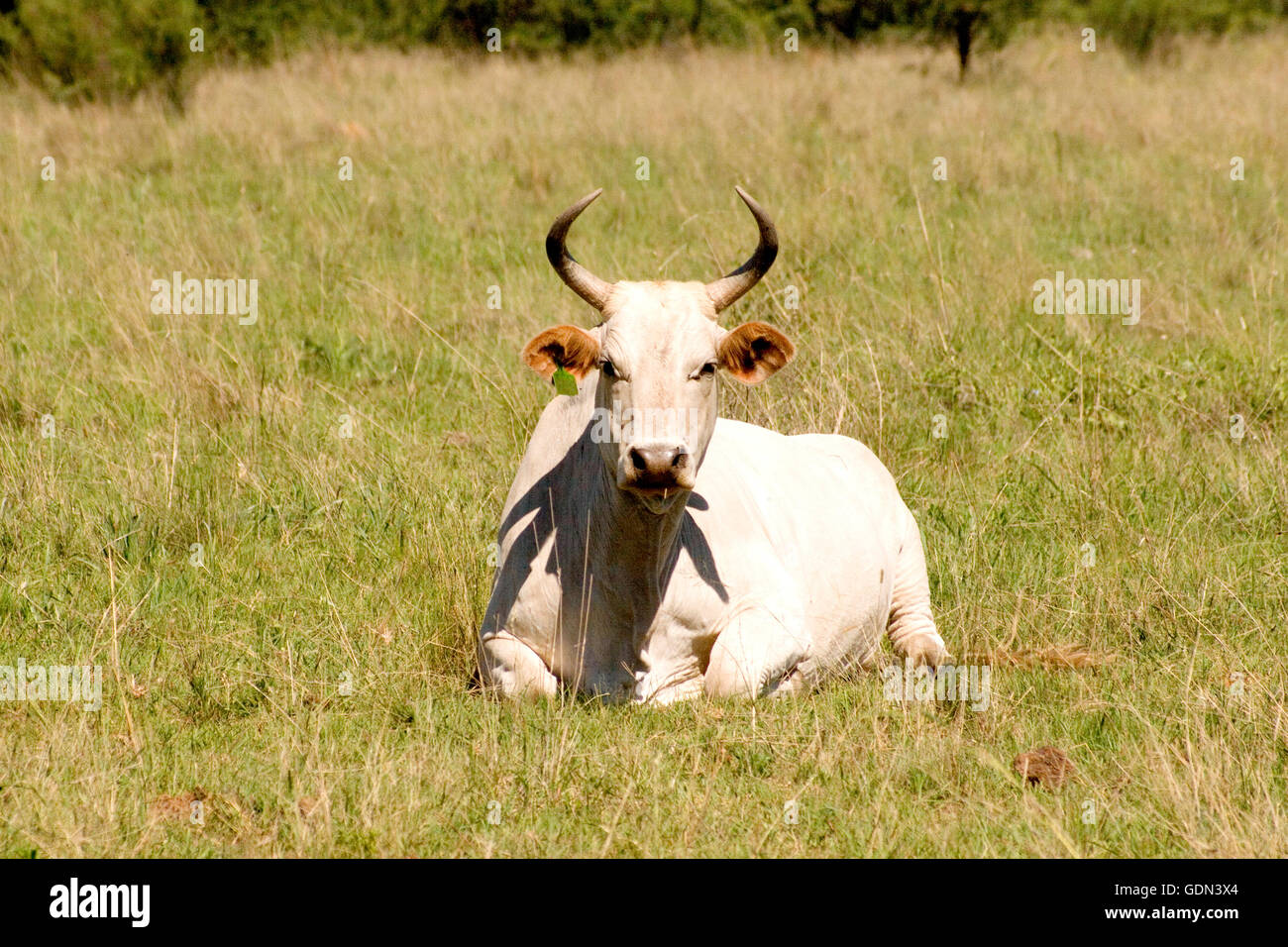 Cattle, Free State, South Africa Stock Photo - Alamy