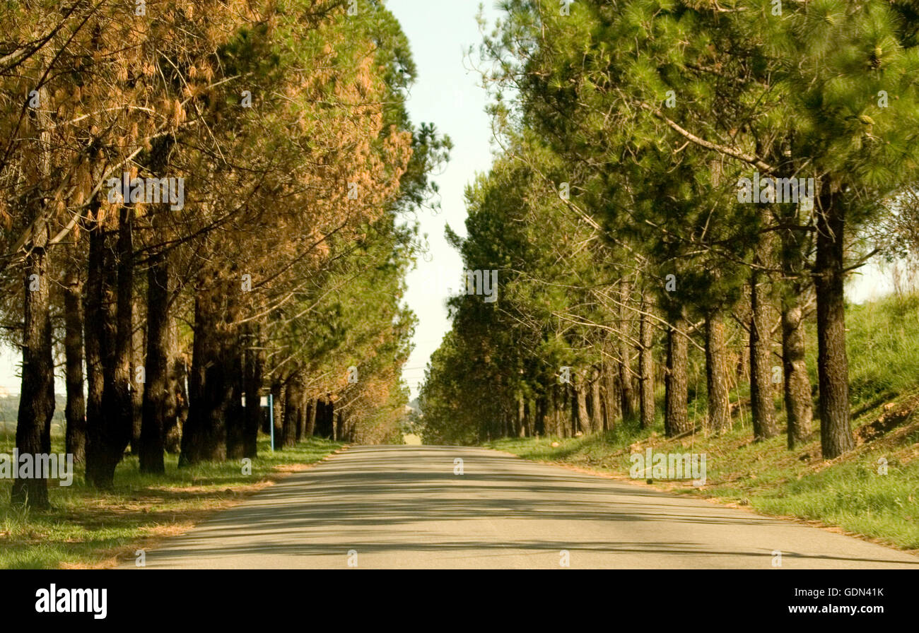 Road, Free State, South Africa Stock Photo - Alamy