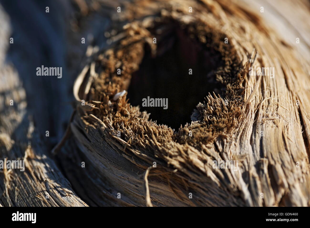 Log with hole hi-res stock photography and images - Alamy