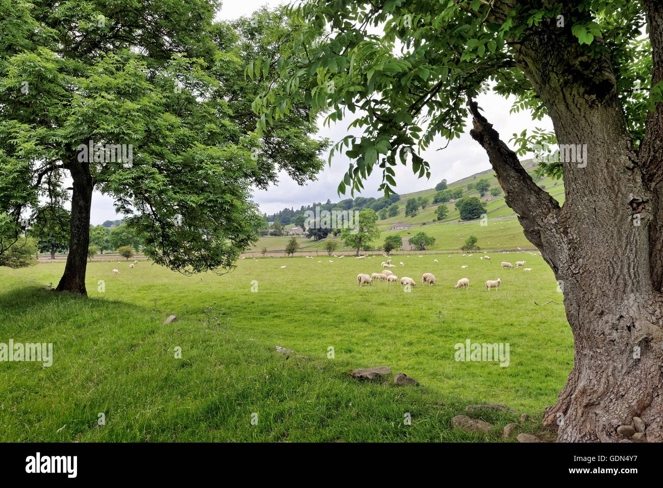 Swaledale farm land hi-res stock photography and images - Alamy