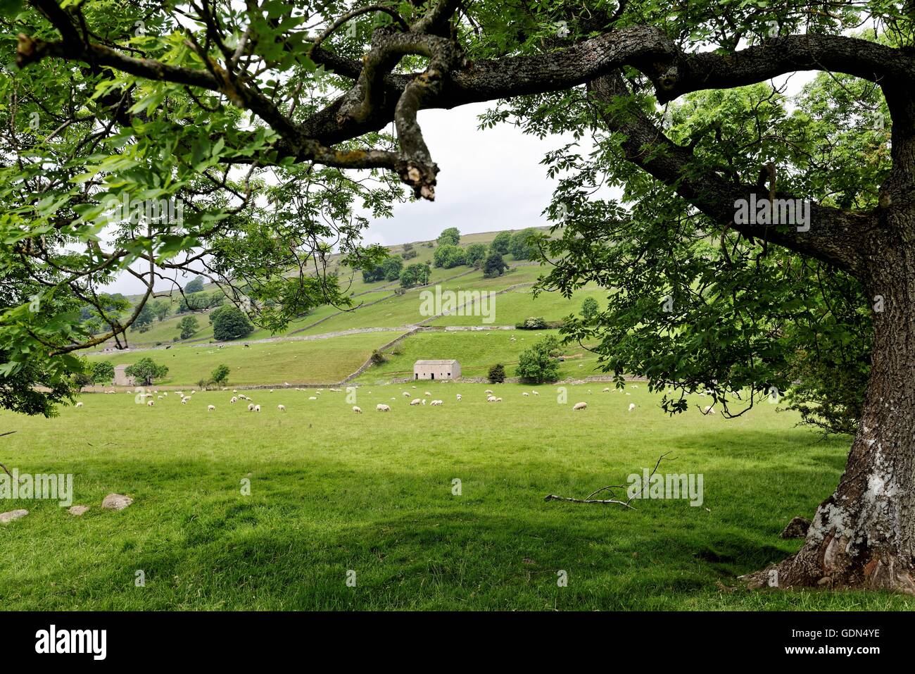 Swaledale farm land hi-res stock photography and images - Alamy