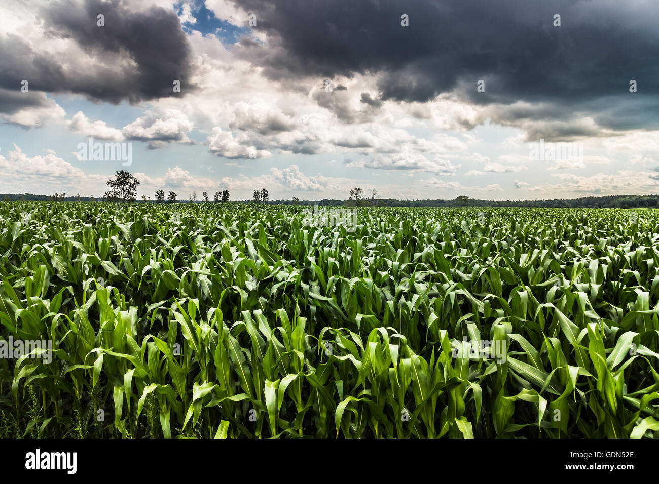 Biomass cultivation hi-res stock photography and images - Alamy
