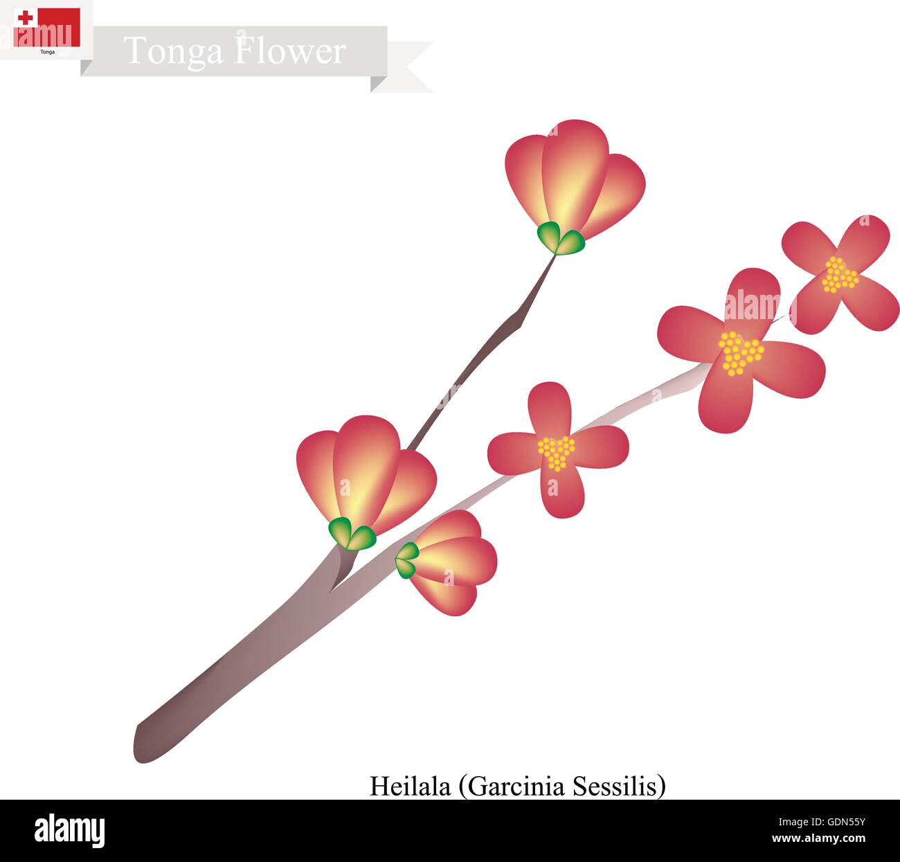 Tonga Flower, Illustration of Heilala or Garcinia Sessilis. One of The ...
