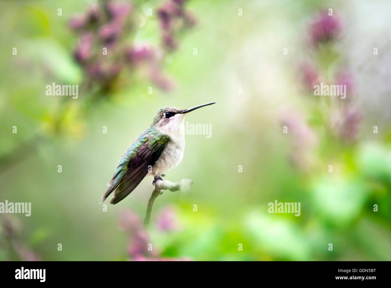 Ruby throated hummingbird in flowers hi-res stock photography and ...