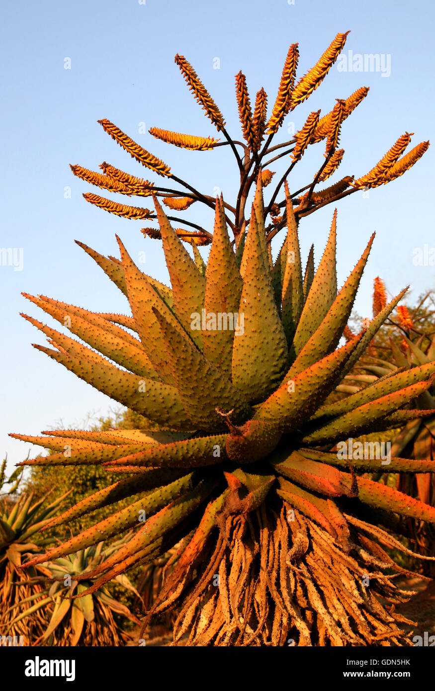 Aloe marlothii aloe hi-res stock photography and images - Alamy