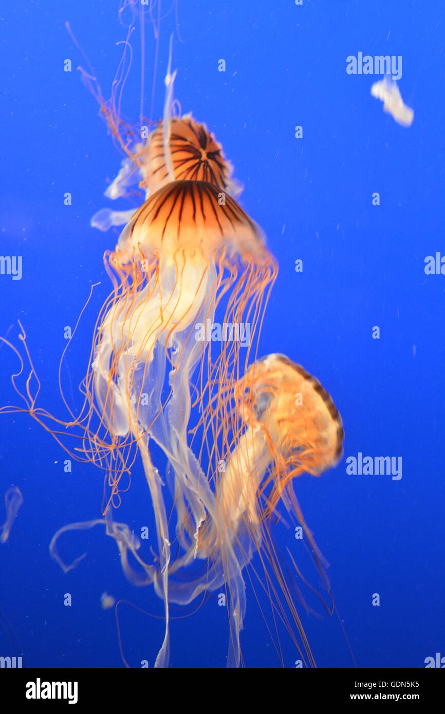 Jellyfish at Ripley's Aquarium of Canada in Vancouver, BC Stock Photo ...