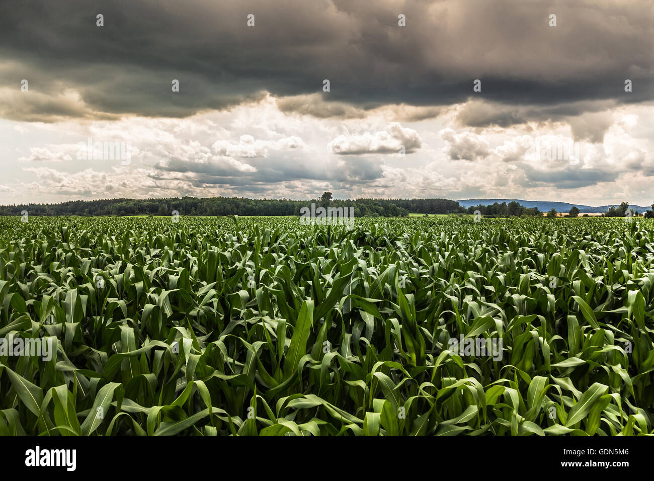 Corn field landscape hi-res stock photography and images - Alamy