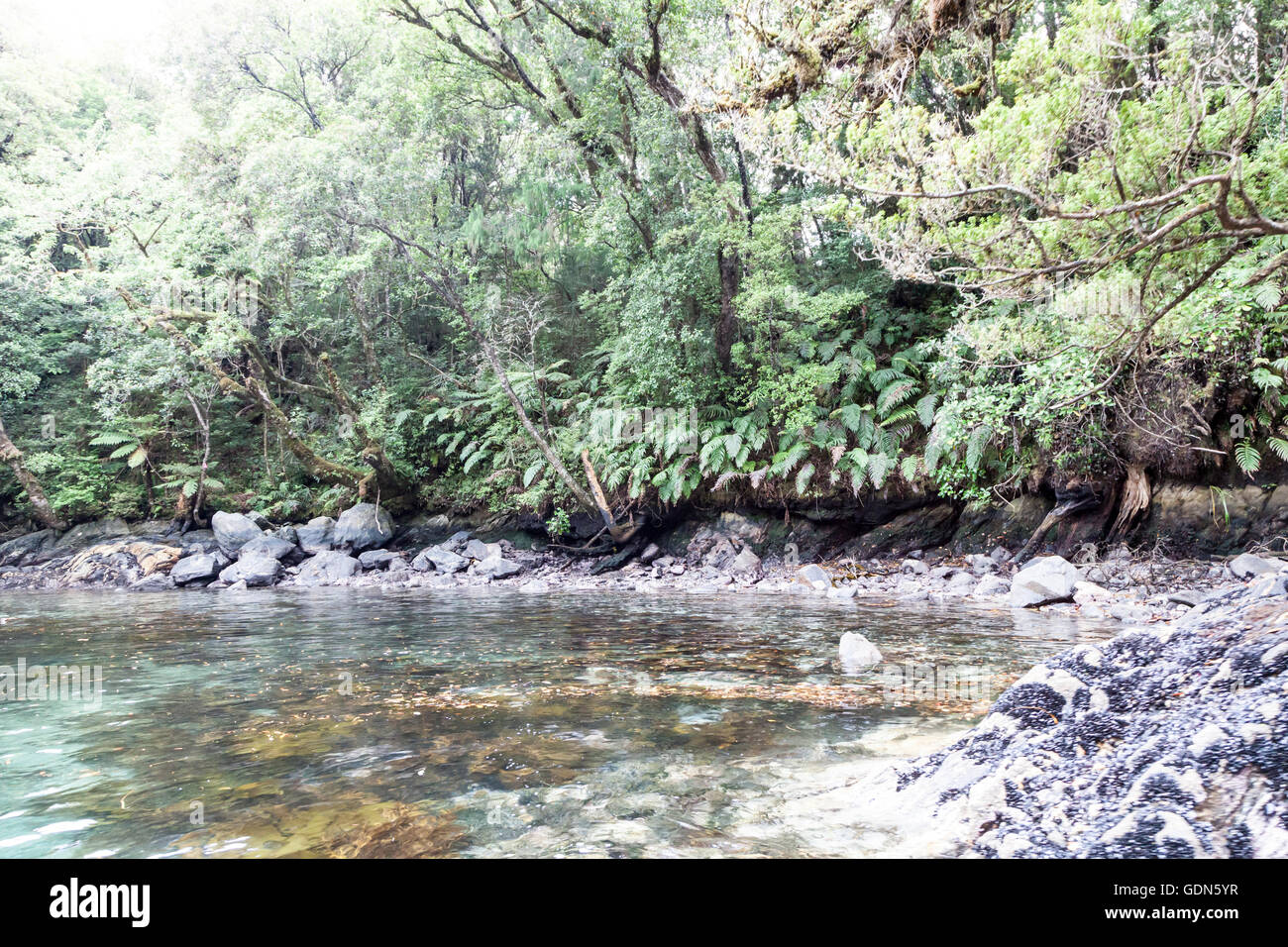 Dusky Sound, Fiordland, New Zealand Stock Photo - Alamy