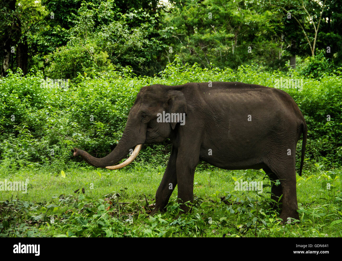 Large tusker elephant eating and walking in green forest Stock Photo ...
