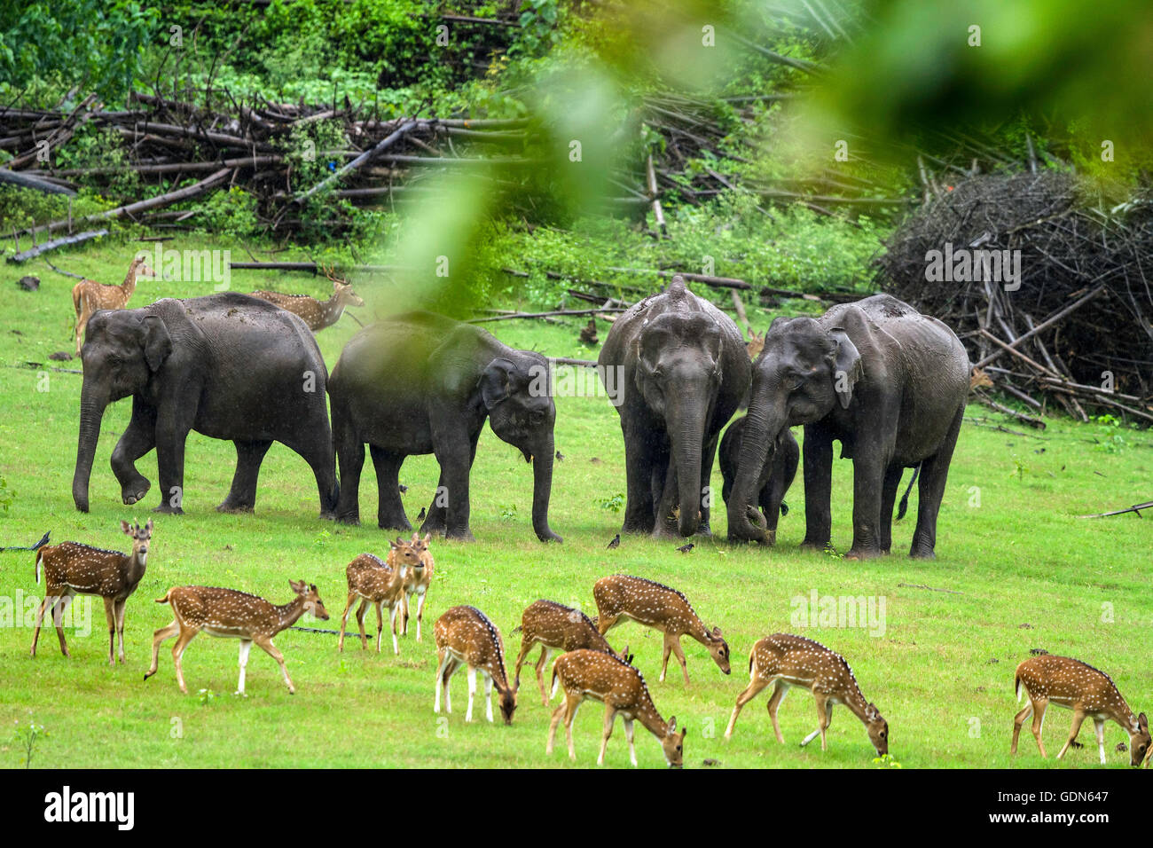 Elephant in kabini forest hi-res stock photography and images - Alamy
