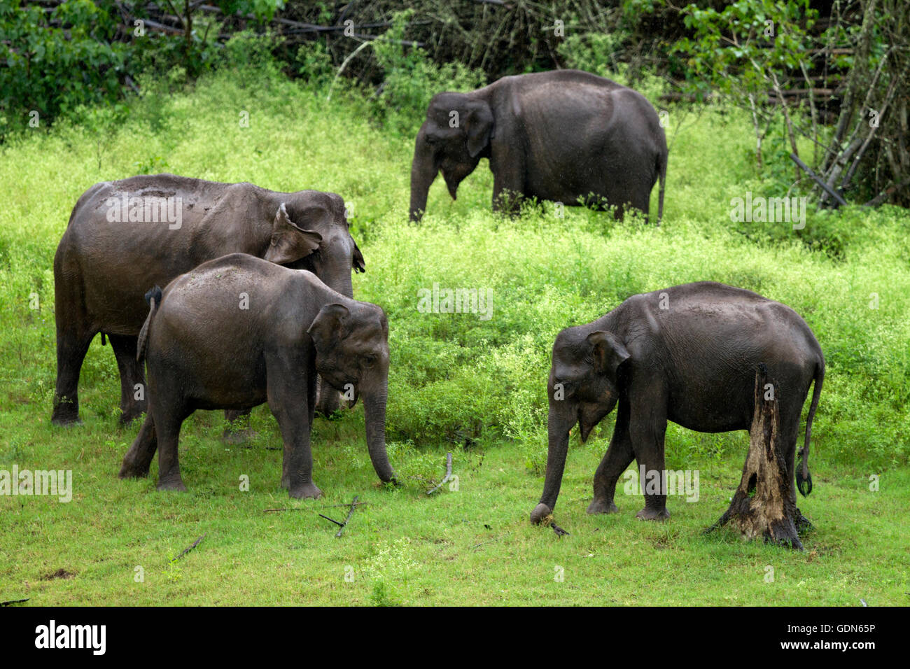 Ceylon tea stand hi-res stock photography and images - Alamy