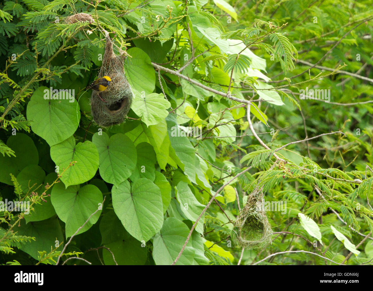 Weaver bird during the breeding season in India Stock Photo - Alamy