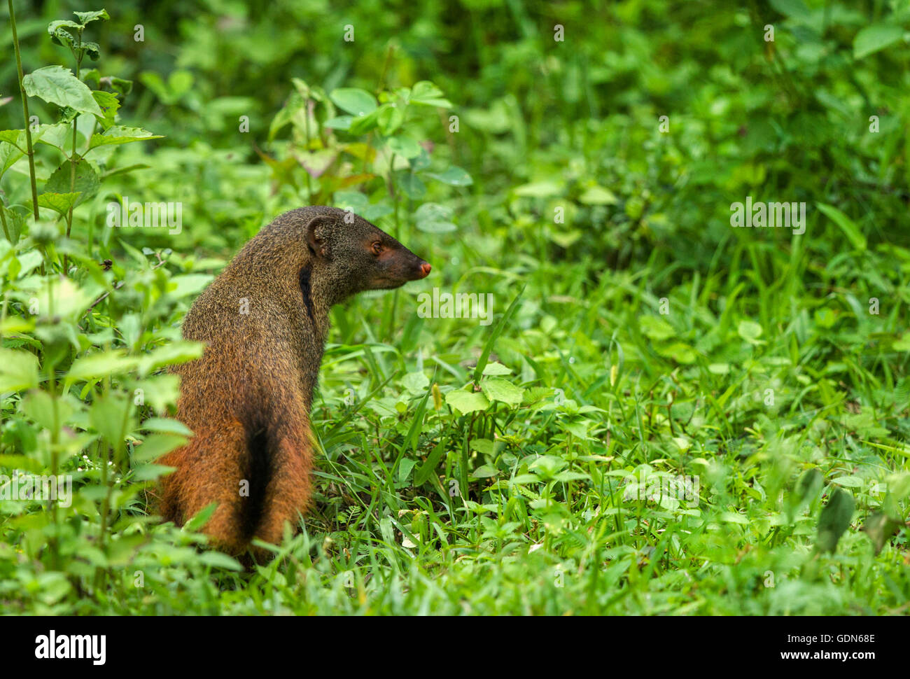The stripe-necked mongoose (Herpestes vitticollis) is a species of ...