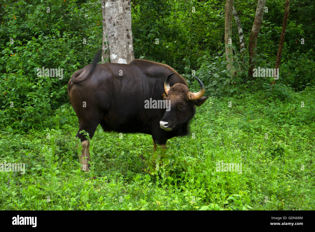 Indian gaur calf hi-res stock photography and images - Alamy