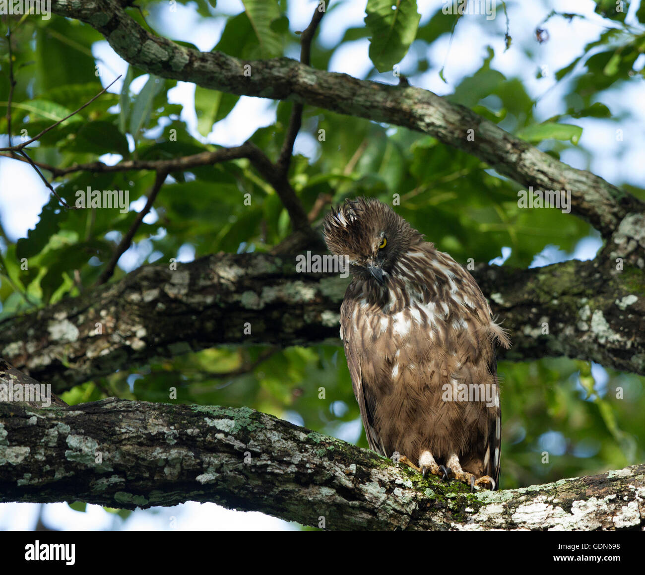 African crowned hawk eagle hi-res stock photography and images - Alamy