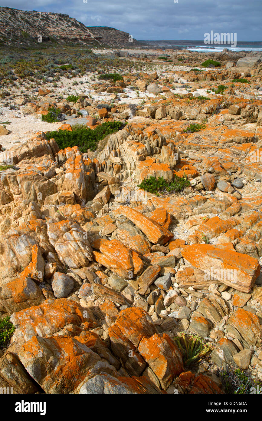 Lichen-covered rocks at Corny Point on the Yorke Peninsula Stock Photo ...