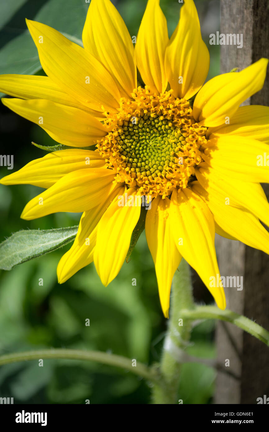A fully bloomed sunflower close up shot Stock Photo - Alamy