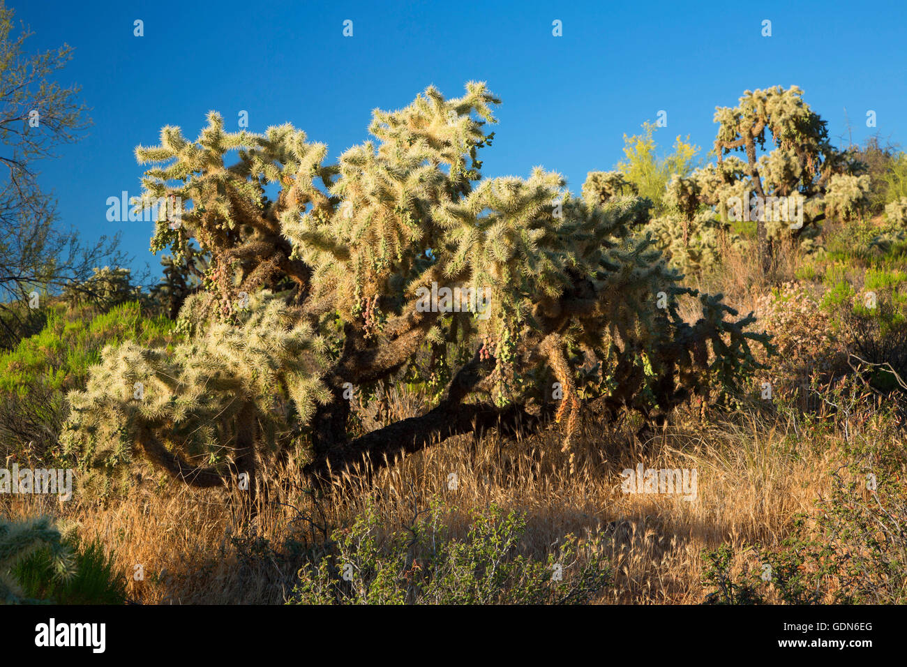 Cholla, Tonto National Forest, Arizona Stock Photo - Alamy