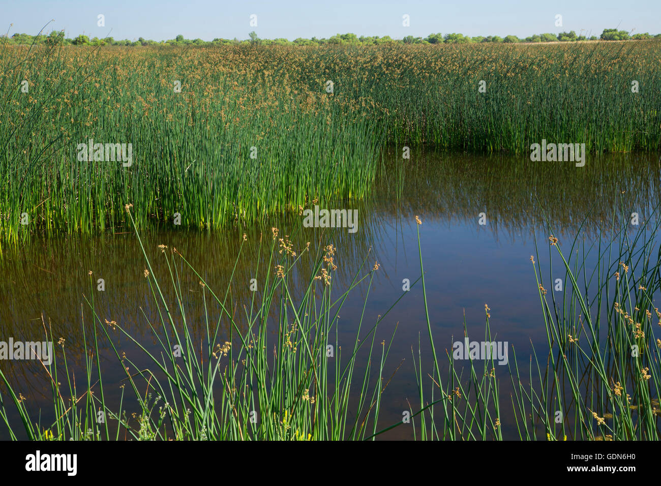Bulrush marsh, San Luis National Wildlife Refuge, California Stock ...