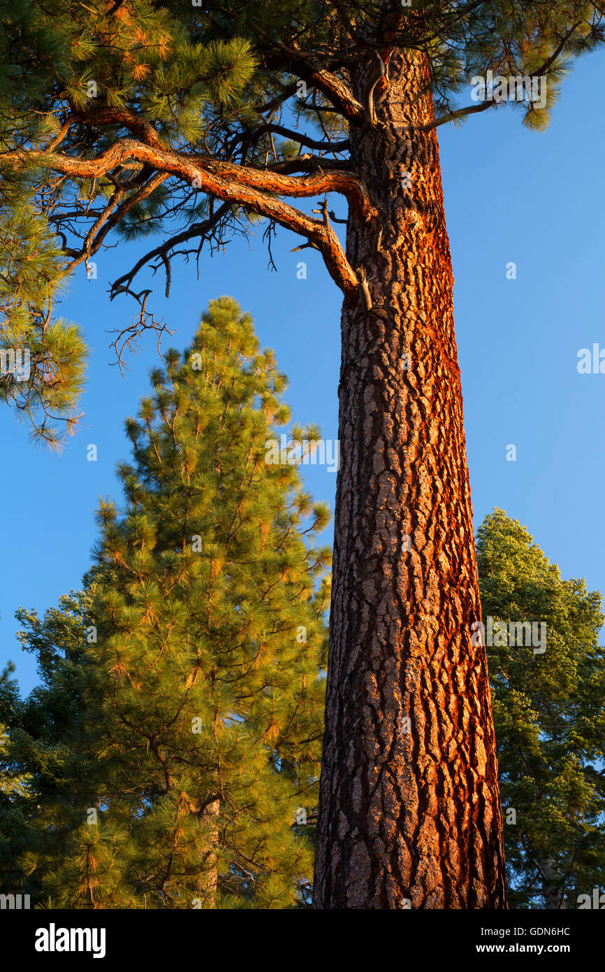 Jeffrey pine (Pinus jeffreyi), Lake Tahoe Basin National Forest ...